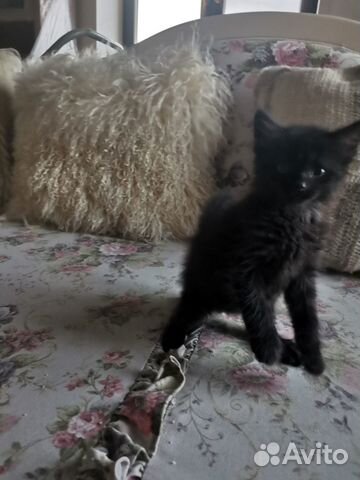 Котенок Филимон в добрые руки, приучен к лотку