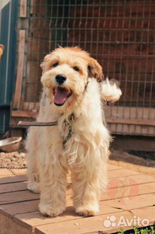 Собака в дар с ветеринарным паспортом