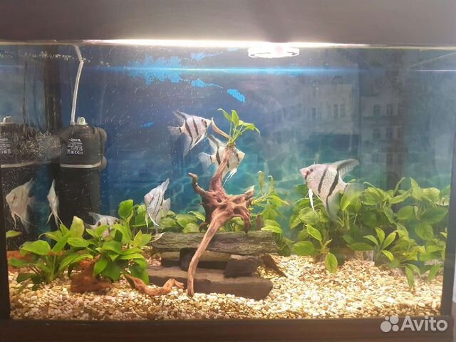 Аквариум
