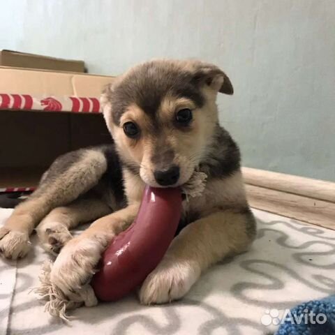 Щенки через 5 дней заканчивается передержка