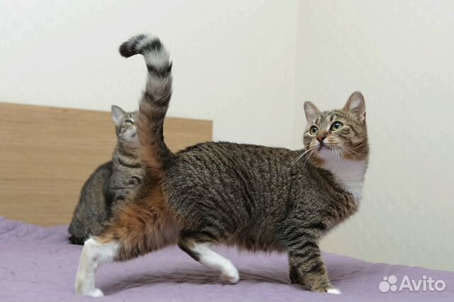 Зеленоглазый позитивчик в добрые руки