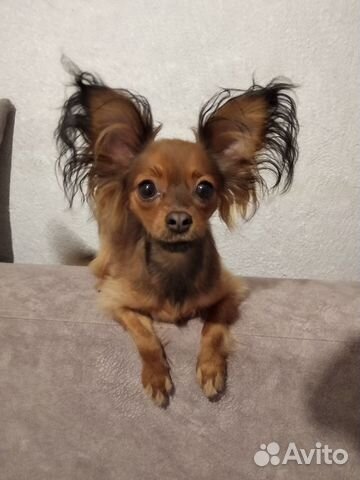 Той Длинношерстный девочка подросток