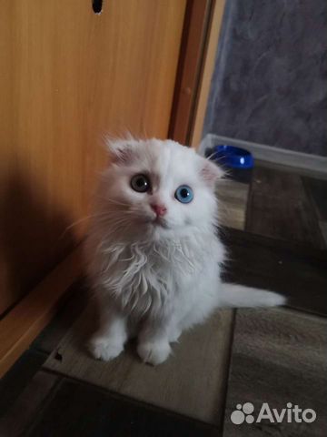 Шотландский вислоухий котёнок (белый)