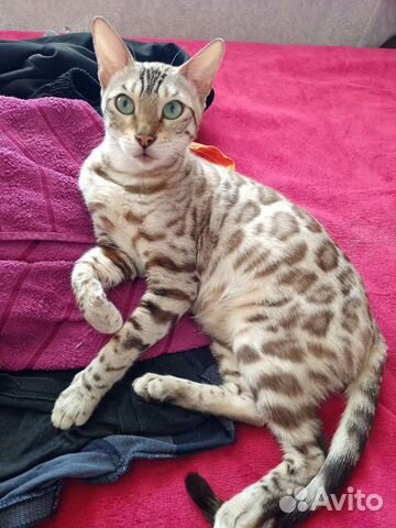 Снежные бенгалы к 8 марта