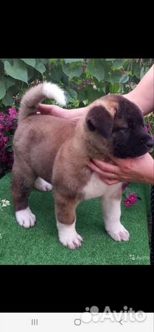 Американская акита