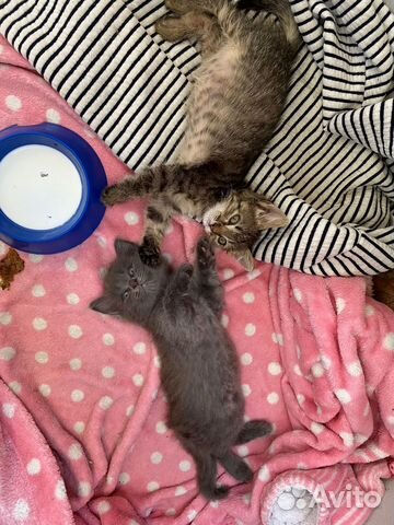 Две девчонки в добрые руки