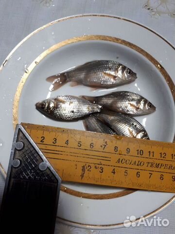 Живая рыба Карась - живец - малёк для пруда