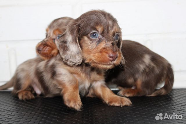 Таксы щенки кроличьи мраморные