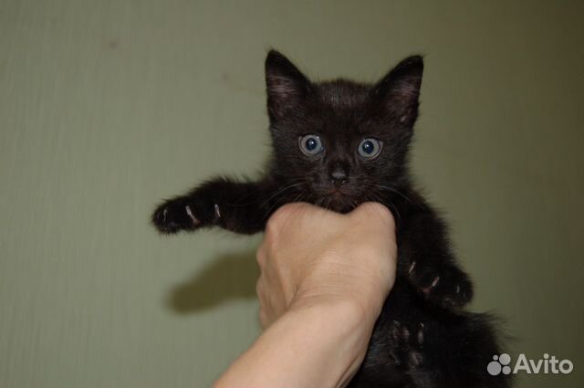 Маленький котик ищет добрых хозяев