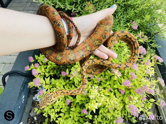 Яркая взрослая пара Сaдовых yдaвoв