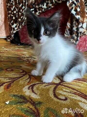 Отдам котят в добрые ручки