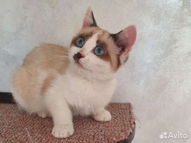 Голубоглазые котята, полутайские. Девочки