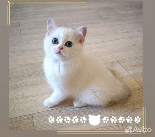 Котята. От чемпионов