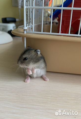 Джунгарский хомяк, хомяк Кэмпбелла