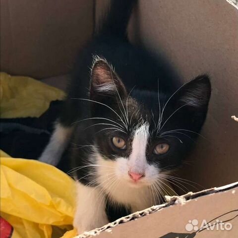 Котенок в добрые руки