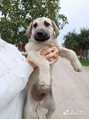 Мальчик 4 мес, мама смесь с овчаркой