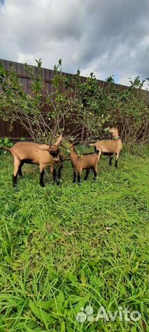 Коза чешская коричневая, альпийская