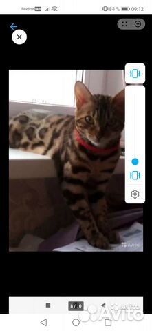 Кошки бенгальские