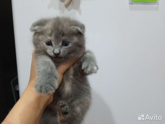 Шотландская