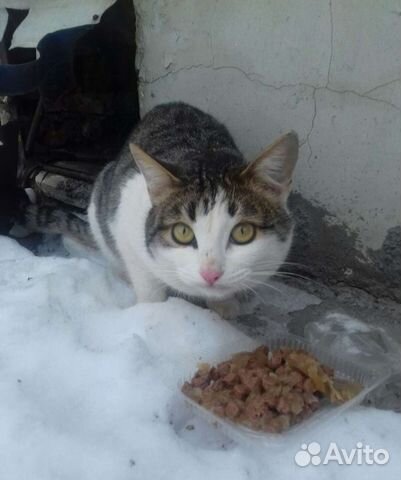 Спасите котика