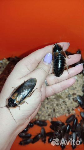 Аргентинские тараканы