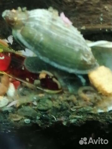 Улитки Покемоны