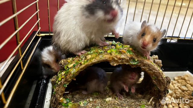 Сирийские хомячки