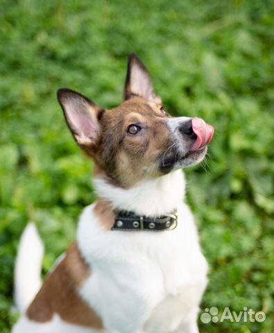 Скромный Зевс в добрые руки