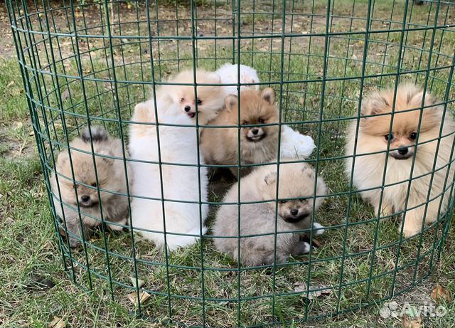 Щенульки разный возраст