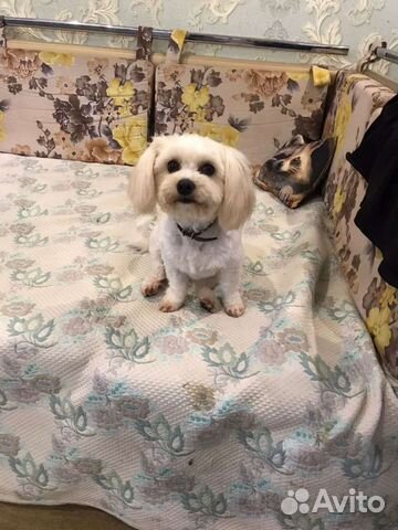 Мальтийская балонка