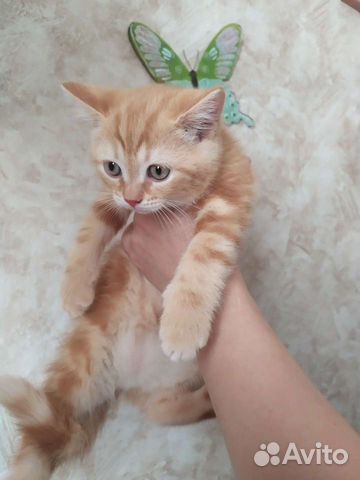 Шотландские котята