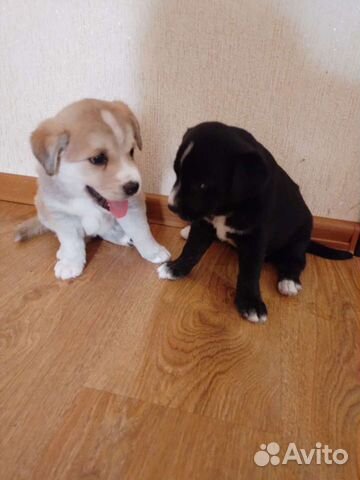 Собака в добрые руки отдам бесплатно