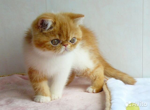 Экзотическая короткошерстная девочка