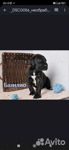 Щенки в добрые руки