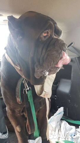 Отдам кане Корсо