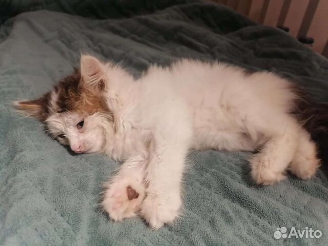 Котенок в добрые руки