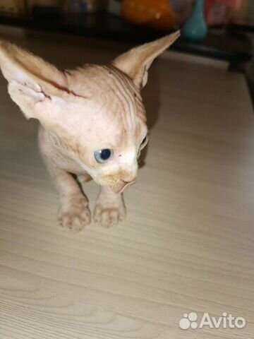 Канадский сфинкс котенок
