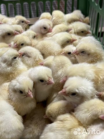 Цыплята адлерская серебристая суточные