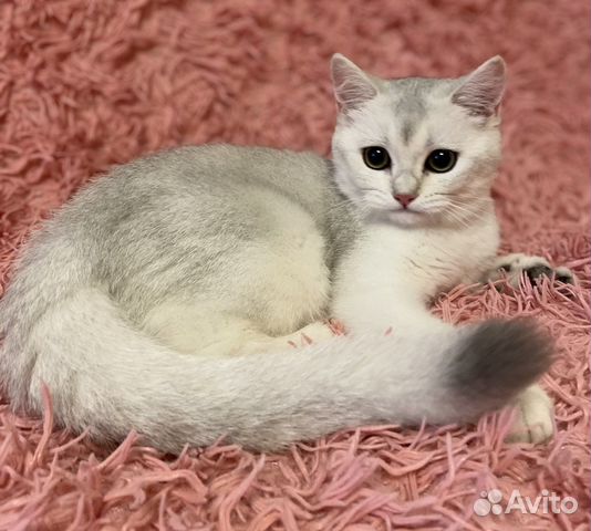 Британская