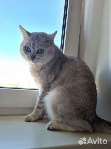 Красивый, добрый котик