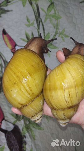 Улитка маргината иктерики