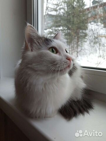 Бездомному котику нужны хозяева