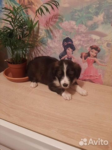 Щенки от маленькой собачки