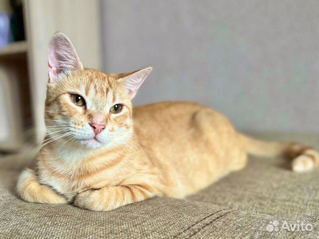 Кот рыжий ласковый