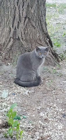 Ищу кошку