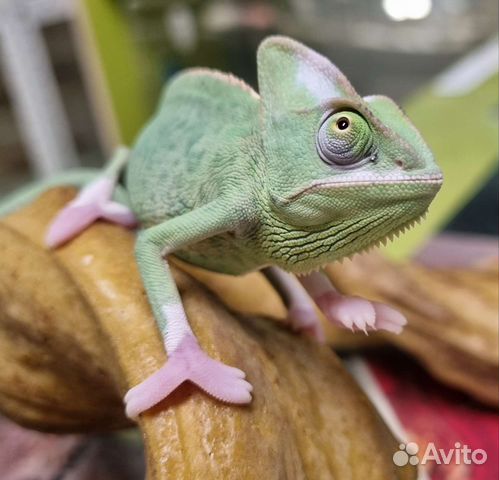 Йеменский хамелеон