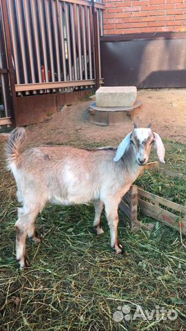 Козочки породистые