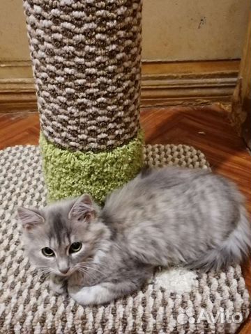 Кошка в дар бесплатно