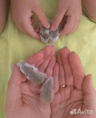 Хомячок Роборовского