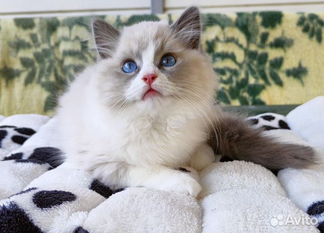 Кошки рэгдолл